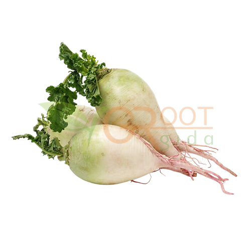 Toptan Beyaz Turp | Groot Gida