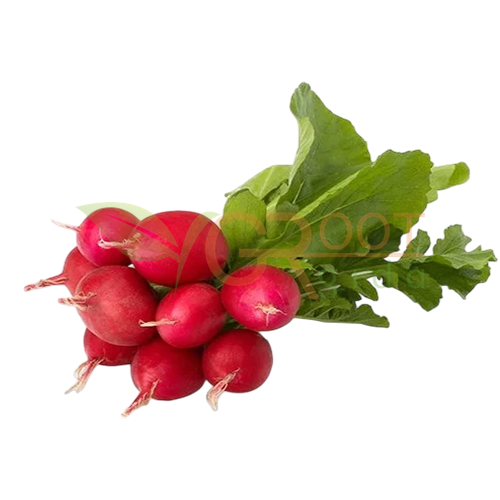 Toptan Fındık Turp | Groot Gida