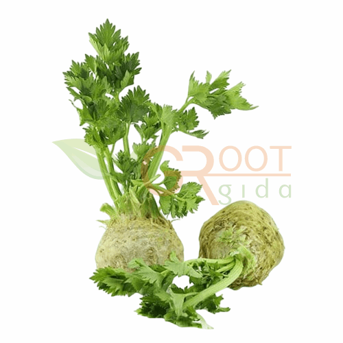 Toptan Kereviz | Groot Gida