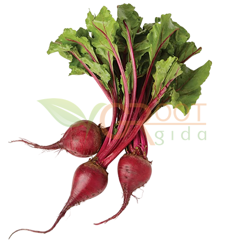 Toptan Mini Pancar | Groot Gida