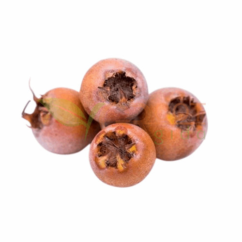 Toptan Muşmula | Groot Gida