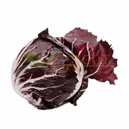 Toptan Polorosso Başlı Hindiba | Groot Gida