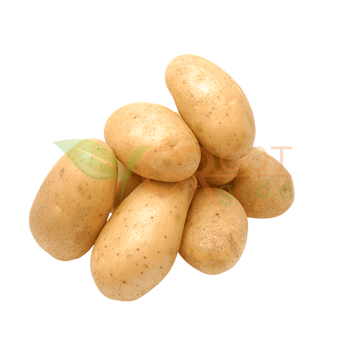 Toptan Taze Patates | Groot Gida